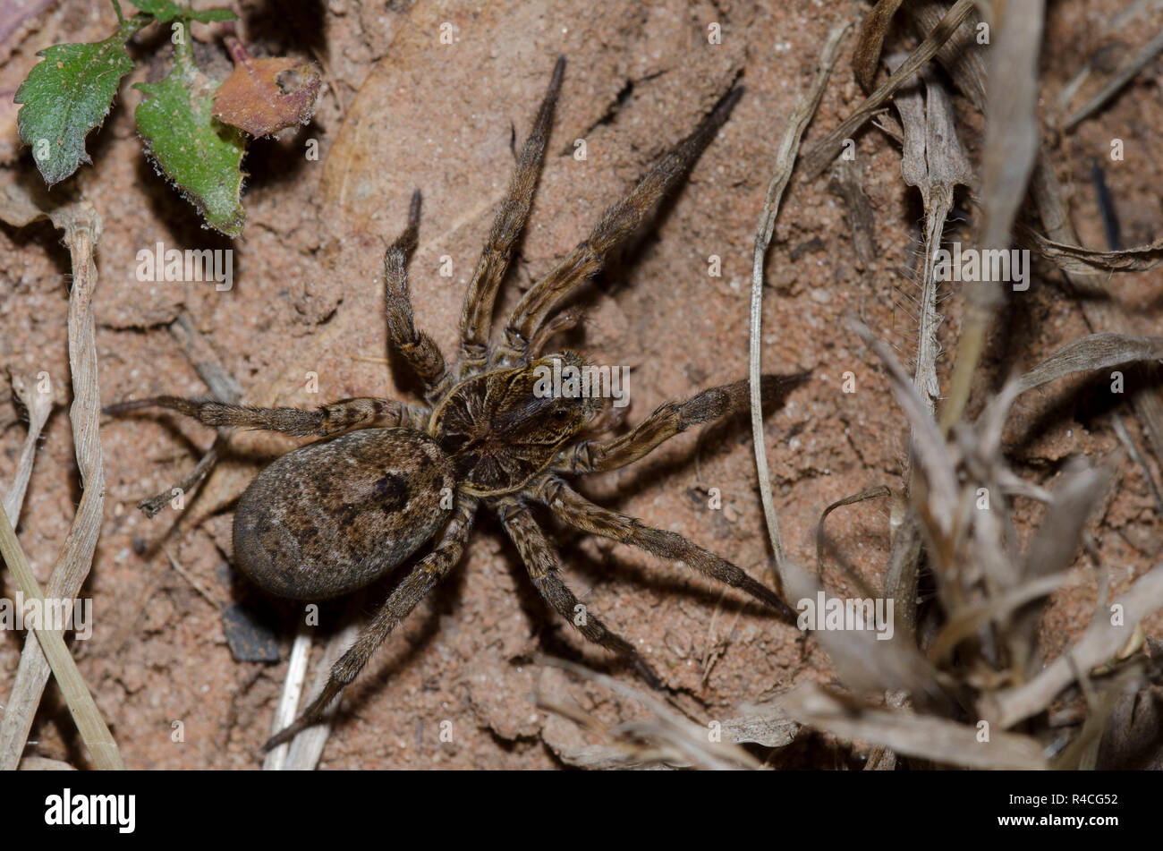 Wolf Spider, Hogna baltimoriana, female Stock Photo - Alamy