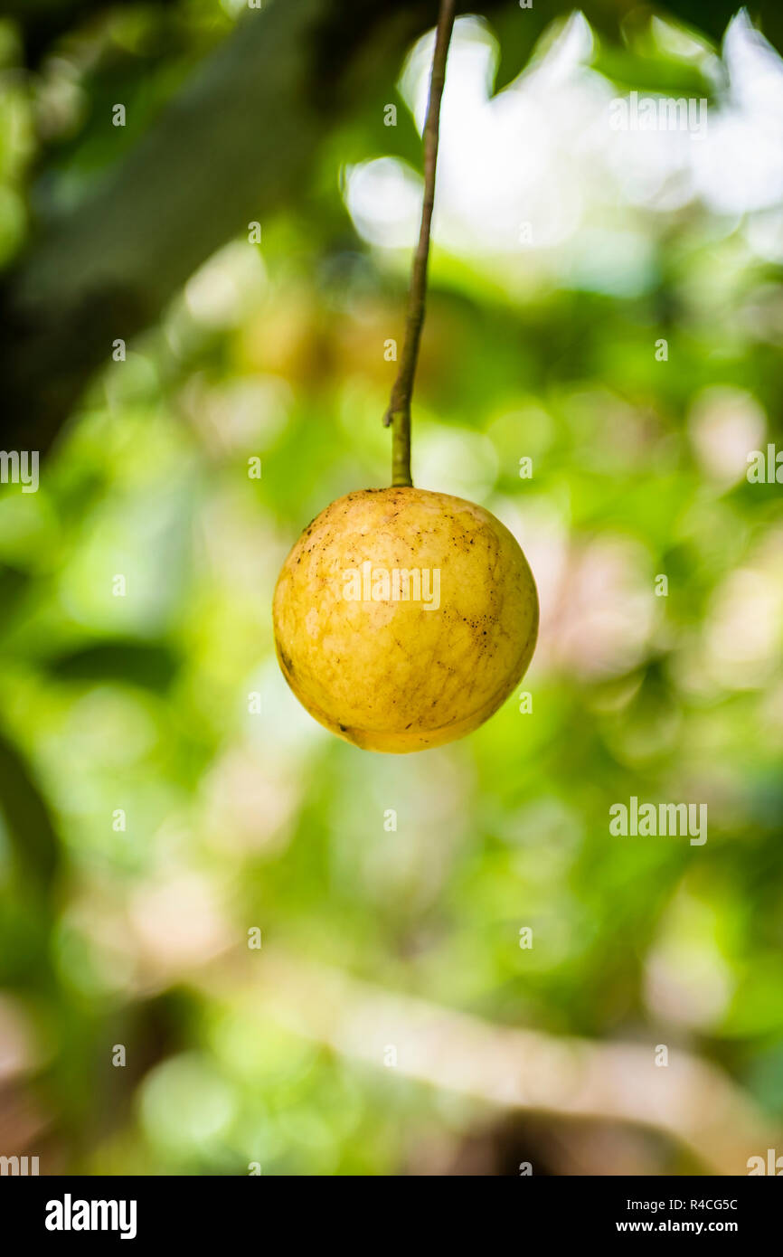 Nutmeg growing on the Caribbean Island of Grenada Stock Photo - Alamy
