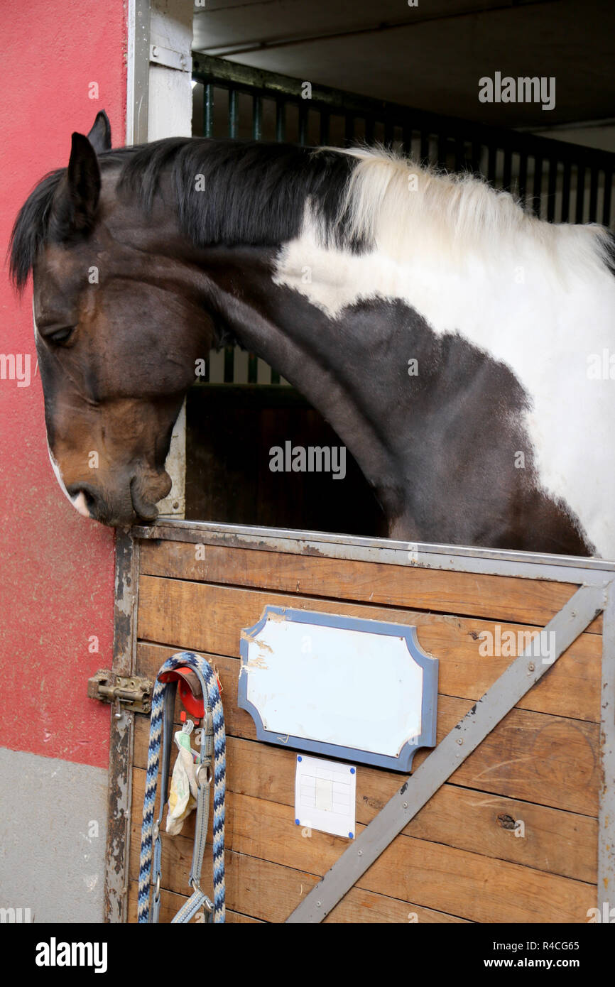 Head of the beautiful young horse in the riding hall during training ...