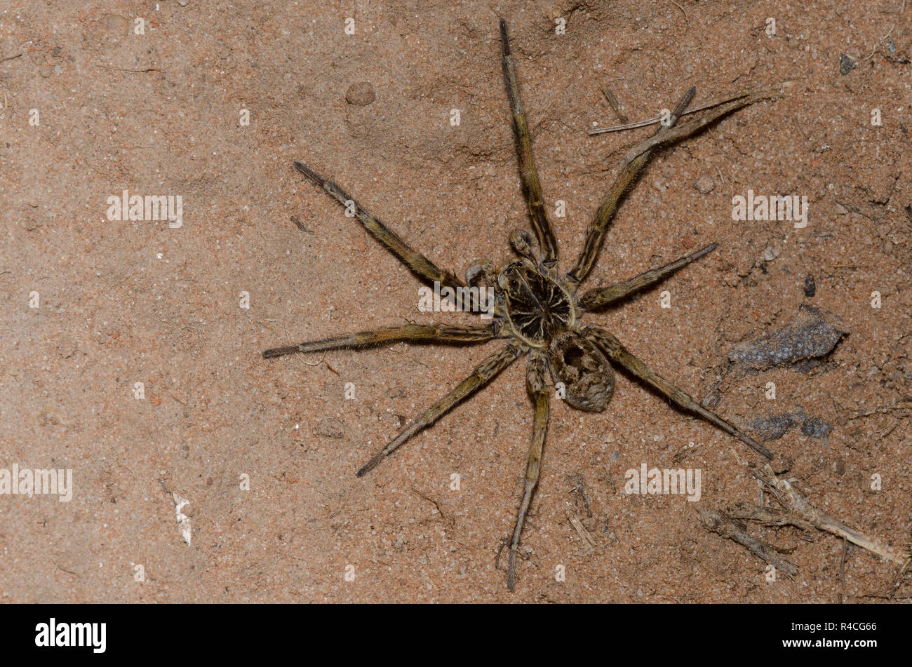 Wolf Spider, Hogna baltimoriana, male Stock Photo - Alamy
