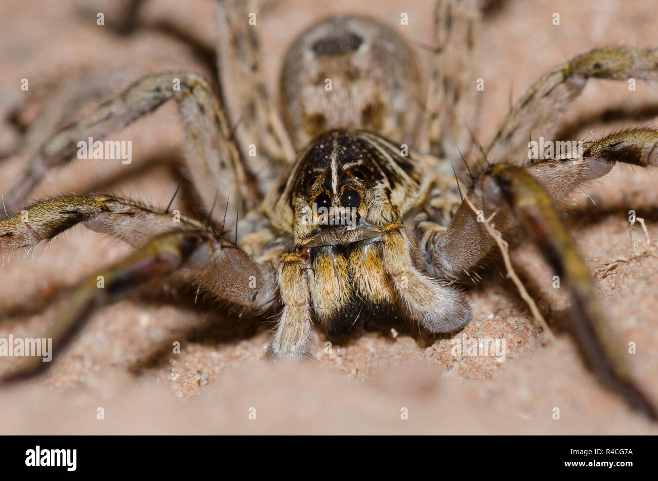 Wolf Spider, Hogna baltimoriana, male Stock Photo - Alamy