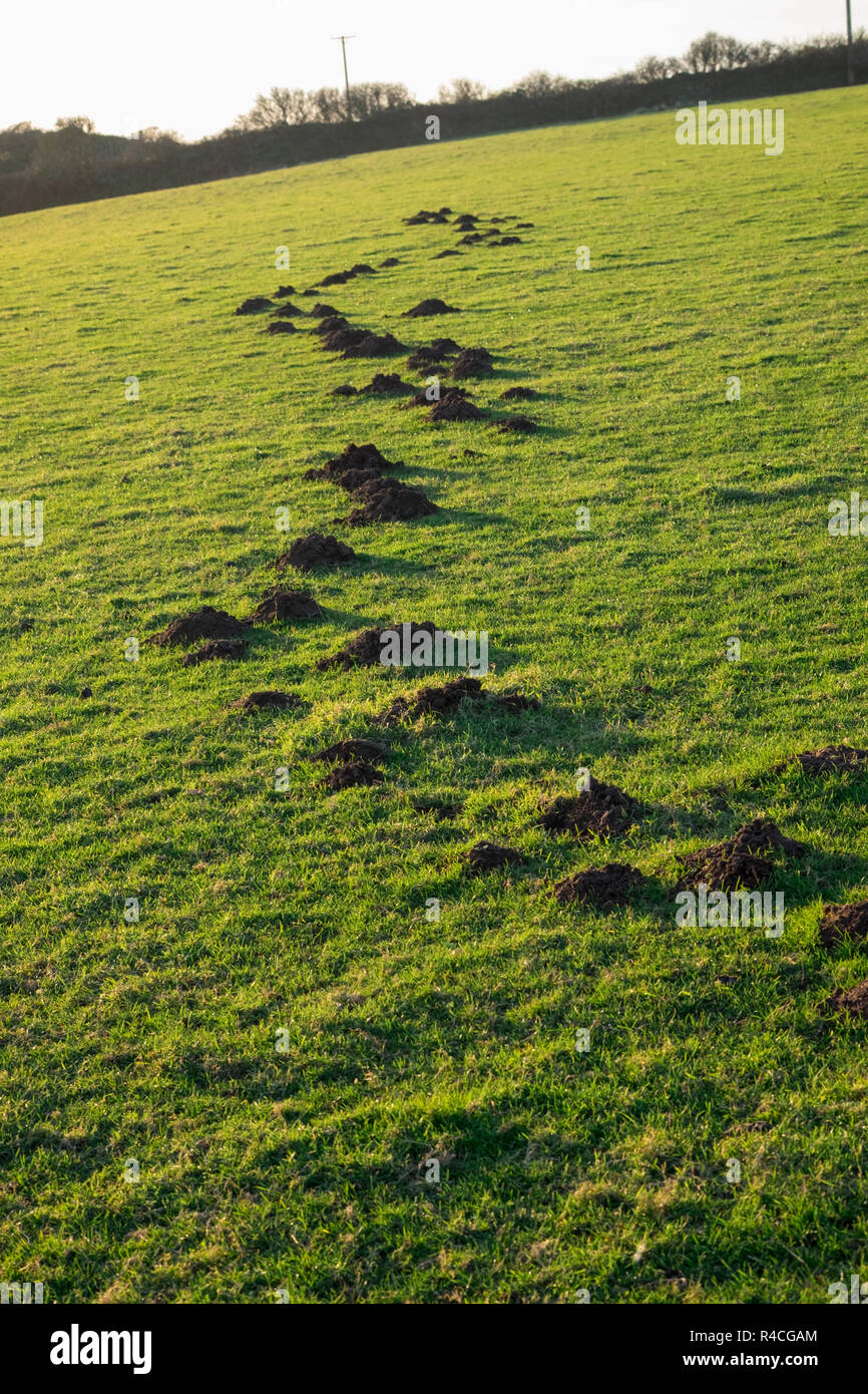 Active mole hi-res stock photography and images - Alamy