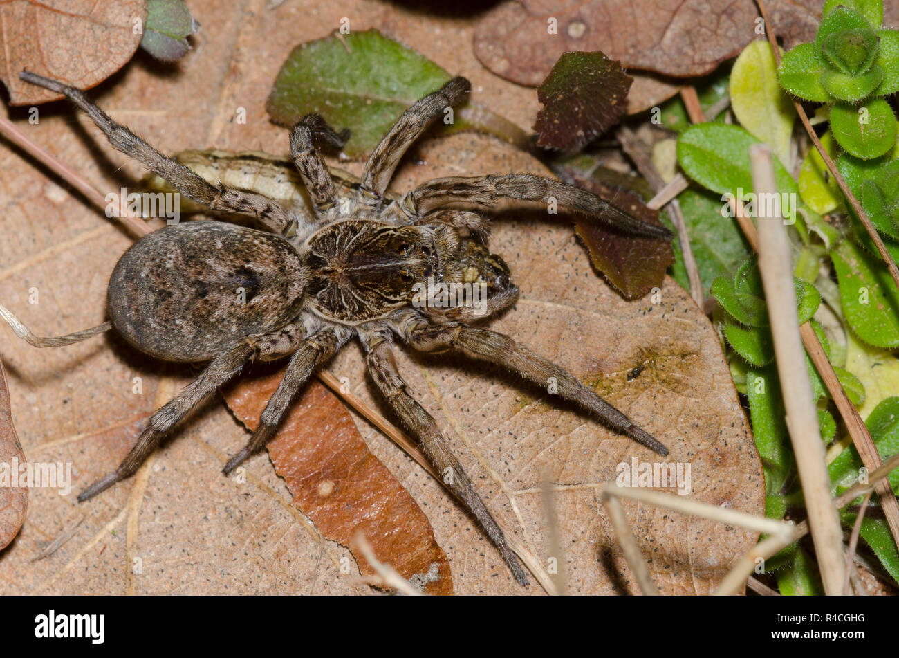 Wolf Spider, Hogna baltimoriana, female with prey Stock Photo - Alamy