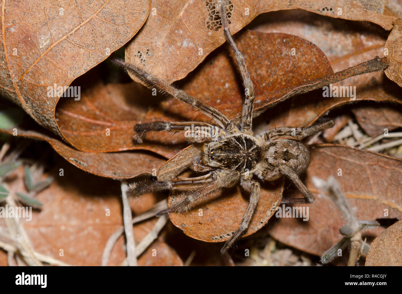 Wolf Spider, Hogna baltimoriana, male Stock Photo - Alamy