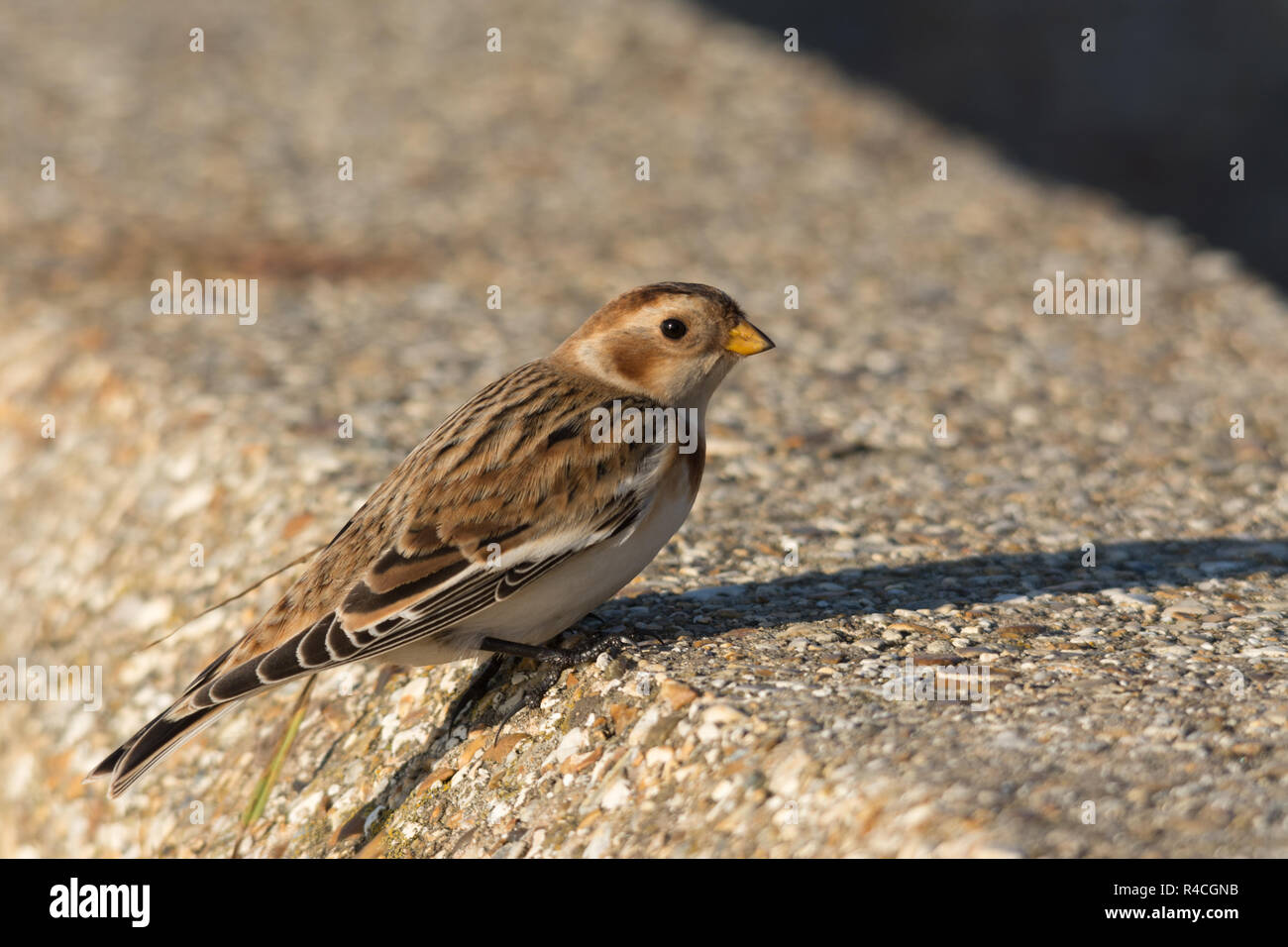 Snow bunting britain hi-res stock photography and images - Alamy