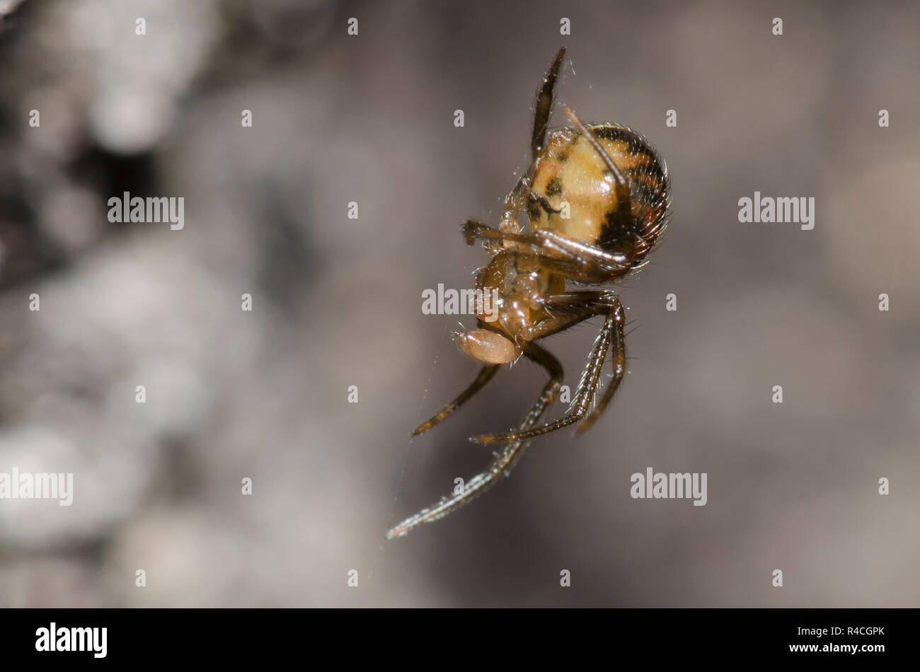 Cobweb Spider, Family Theridiidae, male Stock Photo - Alamy
