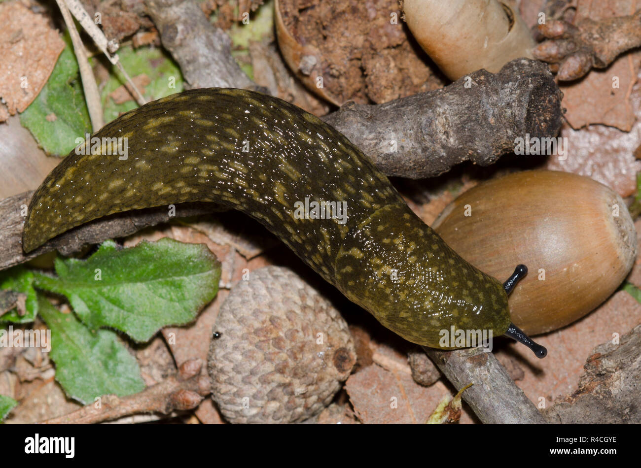 Yellow Slug, Limax flavus Stock Photo - Alamy