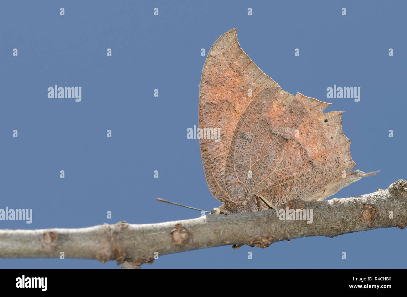 Anaea High Resolution Stock Photography and Images - Alamy
