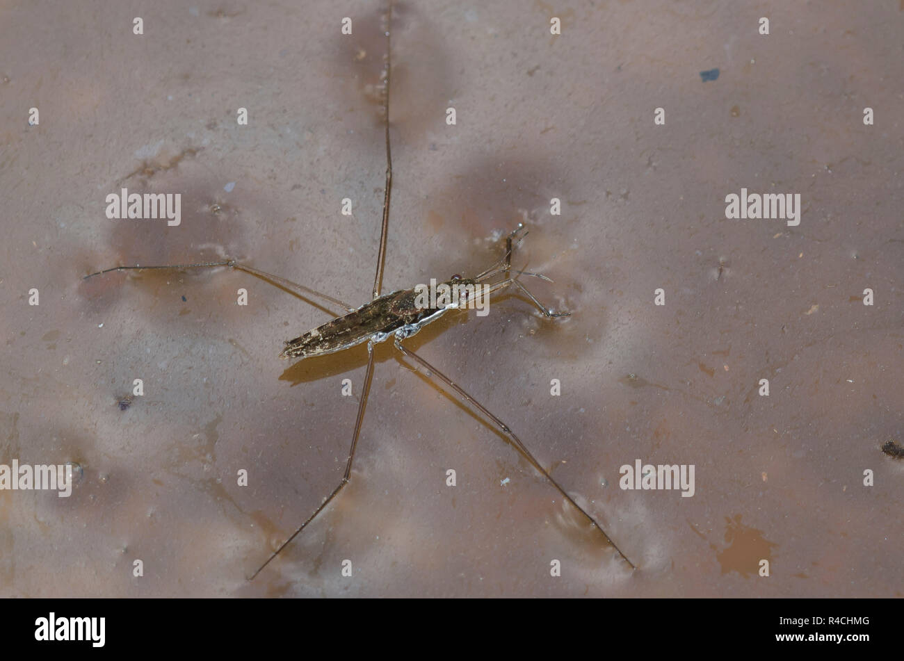 Water Strider, Aquarius remigis Stock Photo - Alamy