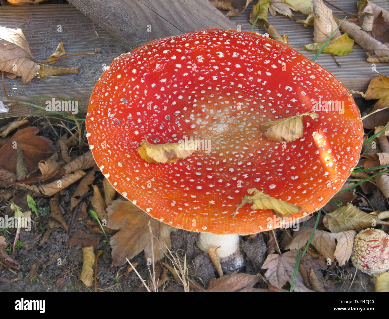 Tupfern hi-res stock photography and images - Alamy