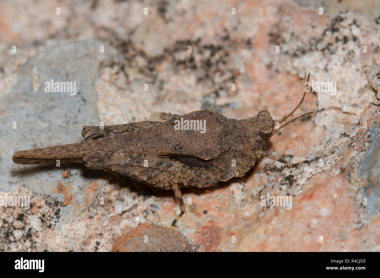 Ornate Pygmy Grasshopper, Tetrix ornata Stock Photo - Alamy