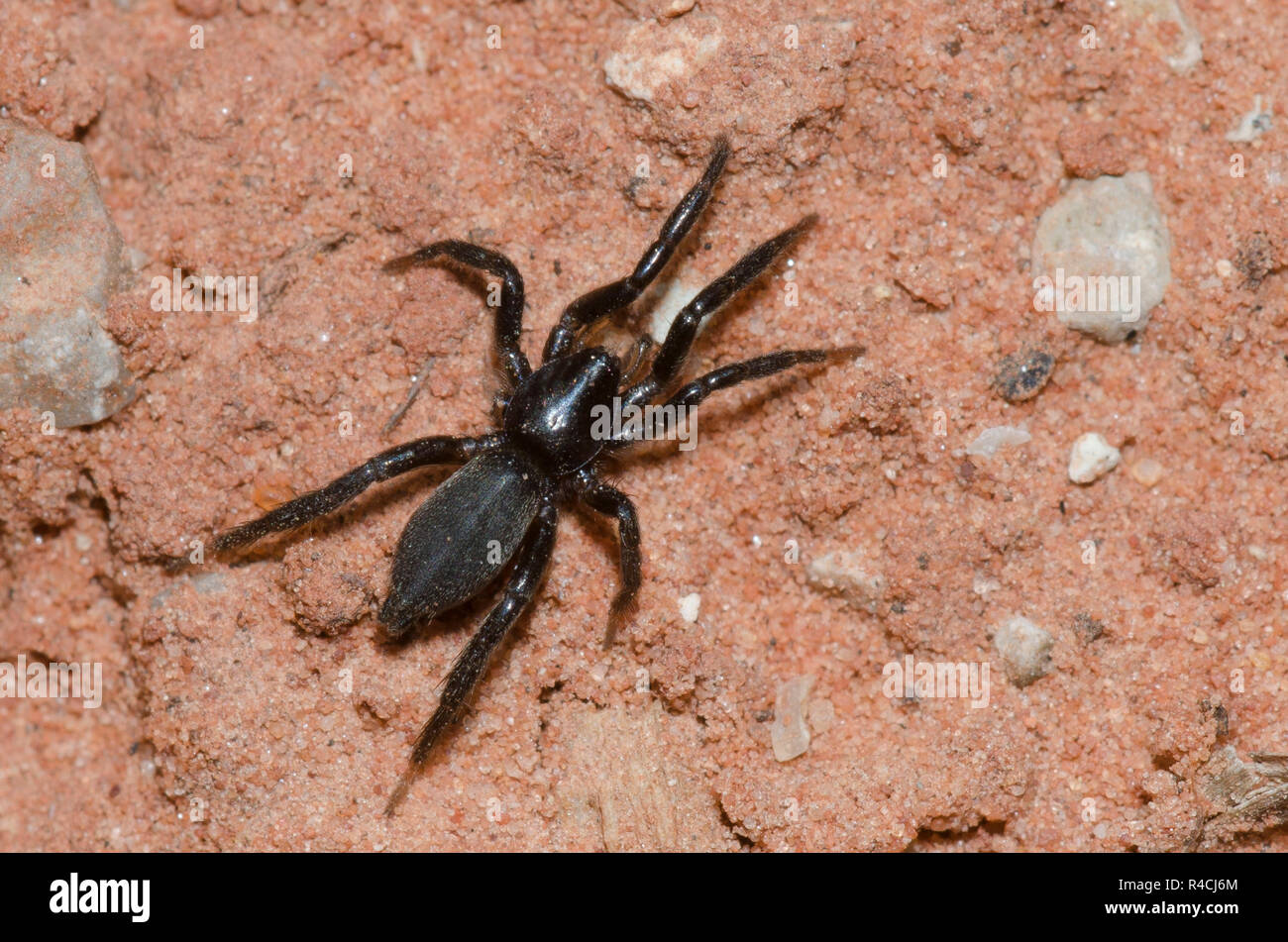 Zelotes hi-res stock photography and images - Alamy