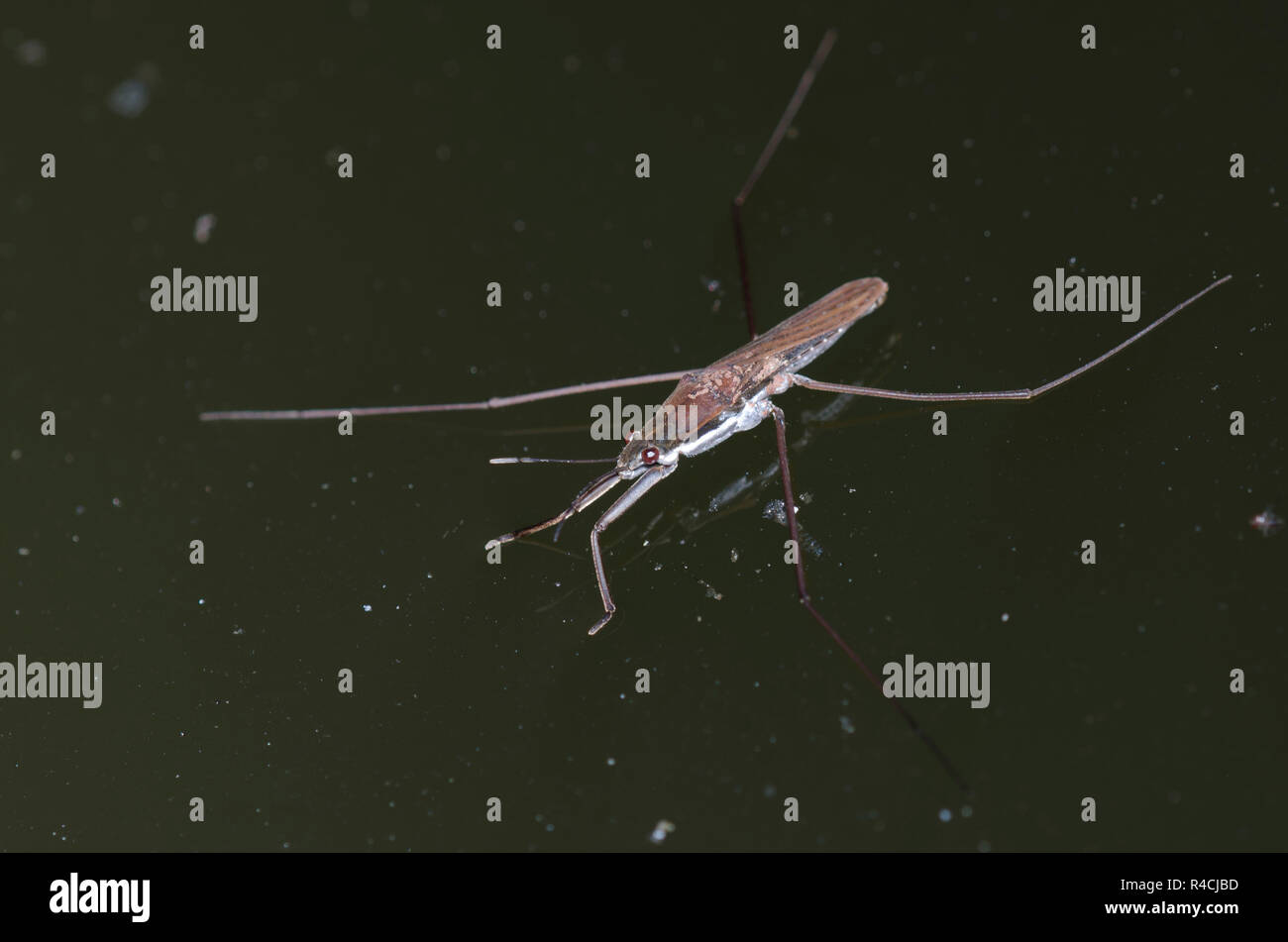Water Strider, Aquarius remigis Stock Photo - Alamy
