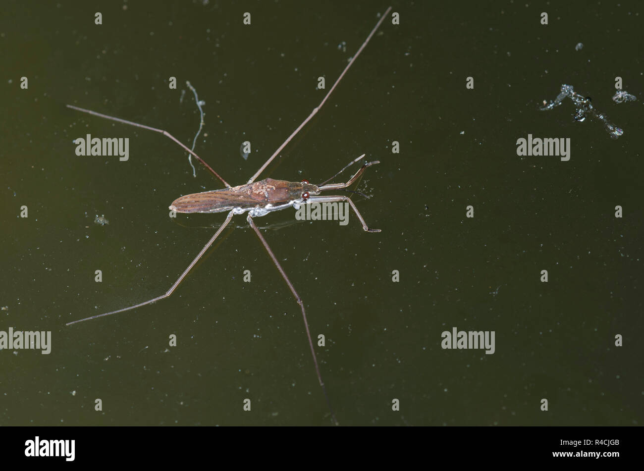 Water strider hi-res stock photography and images - Alamy
