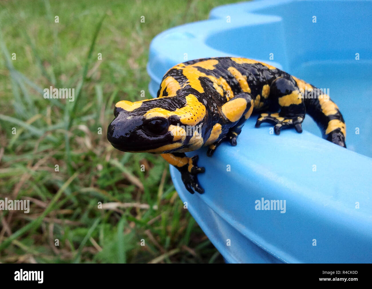 pretty little salamander Stock Photo - Alamy