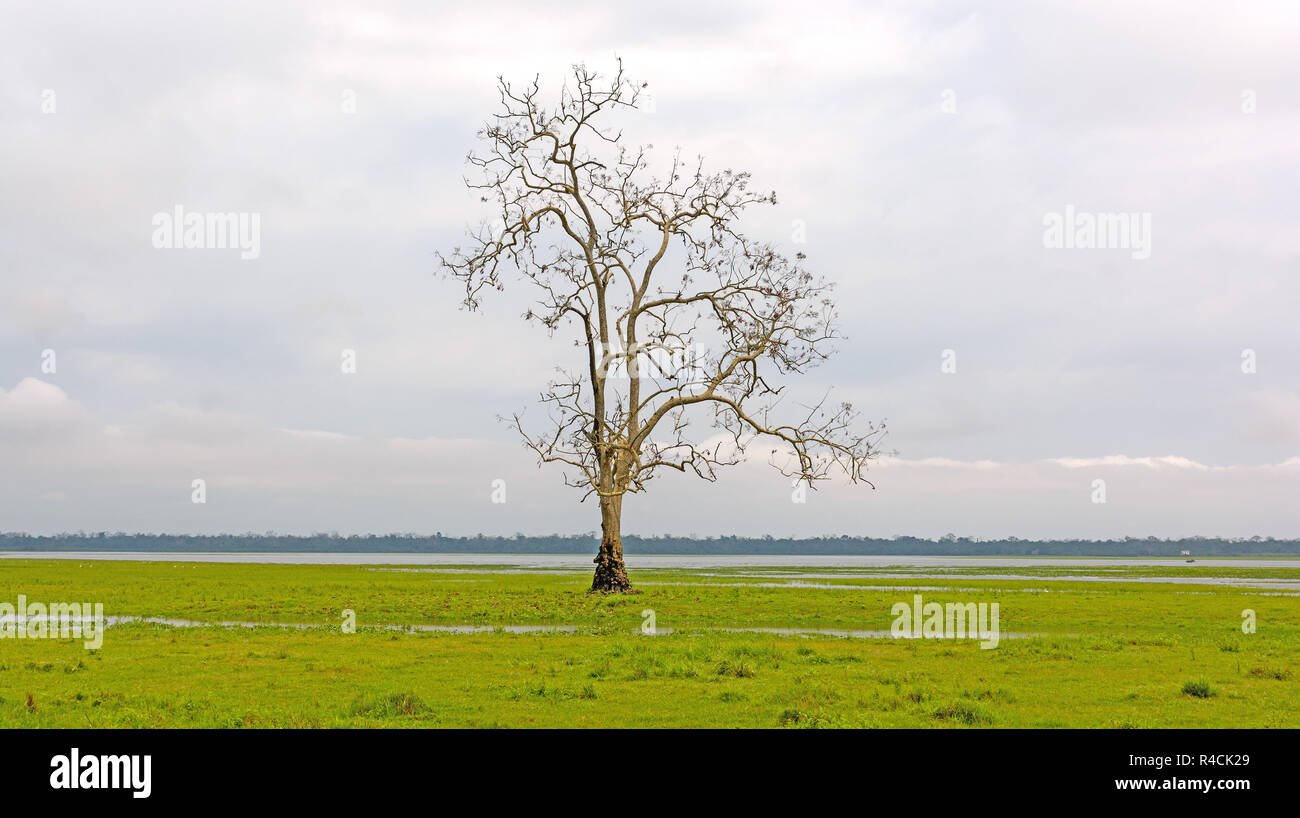 Lone Tree on a Wetland Marsh Stock Photo - Alamy