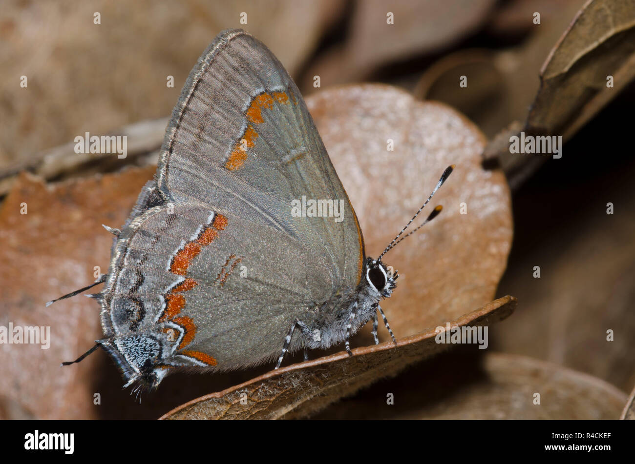 Cecrops hi-res stock photography and images - Alamy