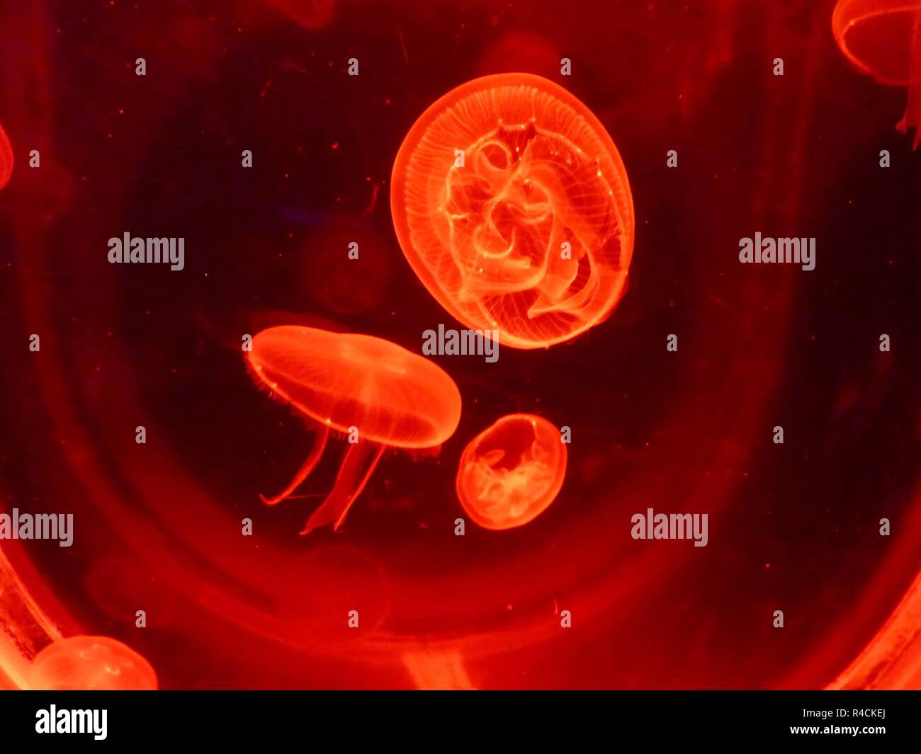 Beautiful agony hi-res stock photography and images - Alamy