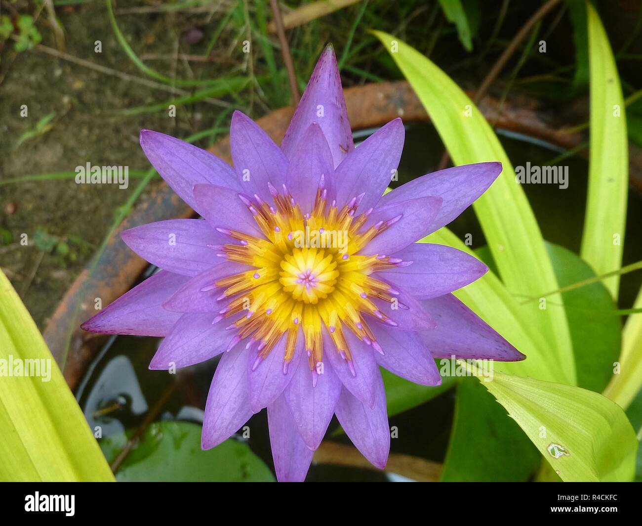 symmetry in nature Stock Photo - Alamy