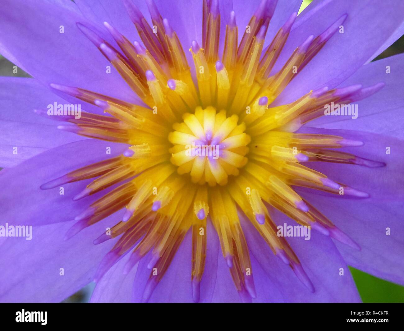 symmetry in nature Stock Photo - Alamy