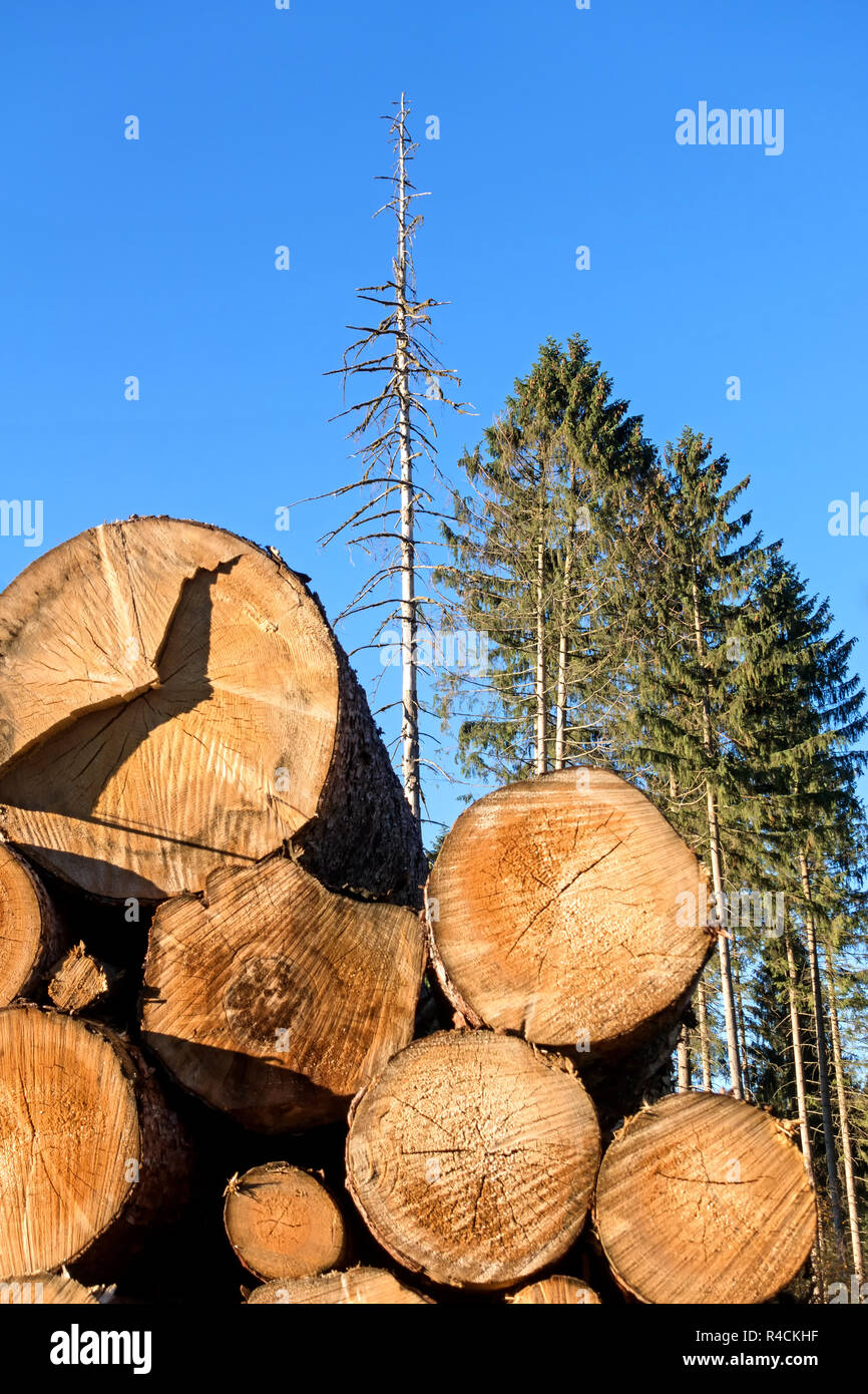 Stacked tree trunks in the harz mountains, Germany Stock Photo - Alamy