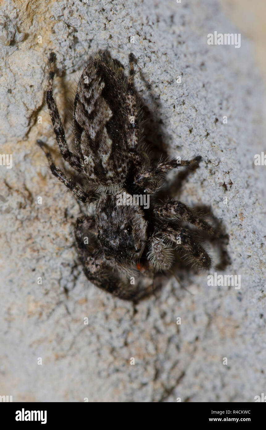 Jumping Spider, Platycryptus undatus, with fly prey Stock Photo - Alamy