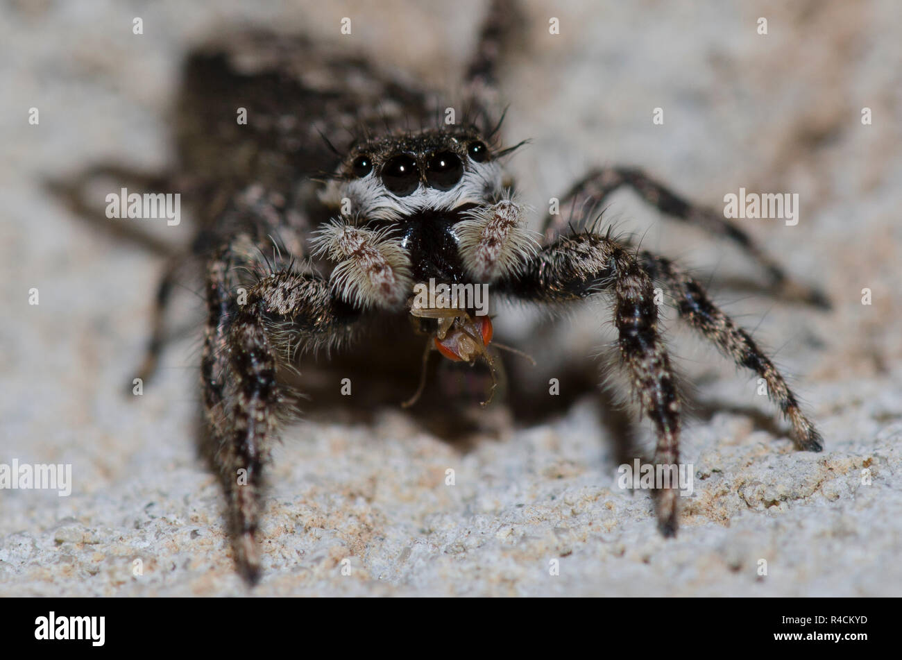 Jumping Spider, Platycryptus undatus, with fly prey Stock Photo - Alamy