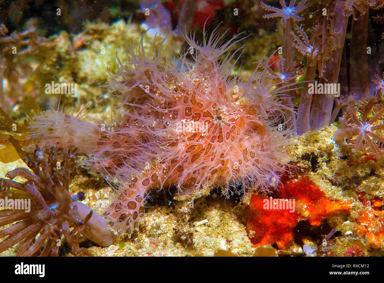 Hairy frogfish hi-res stock photography and images - Alamy