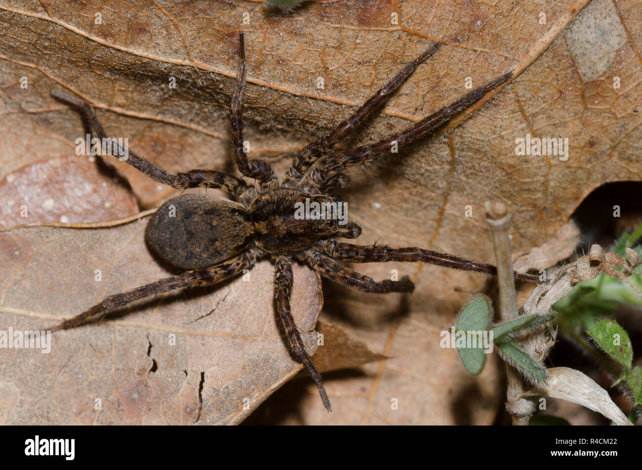 Wolf Spider, Hogna baltimoriana Stock Photo - Alamy