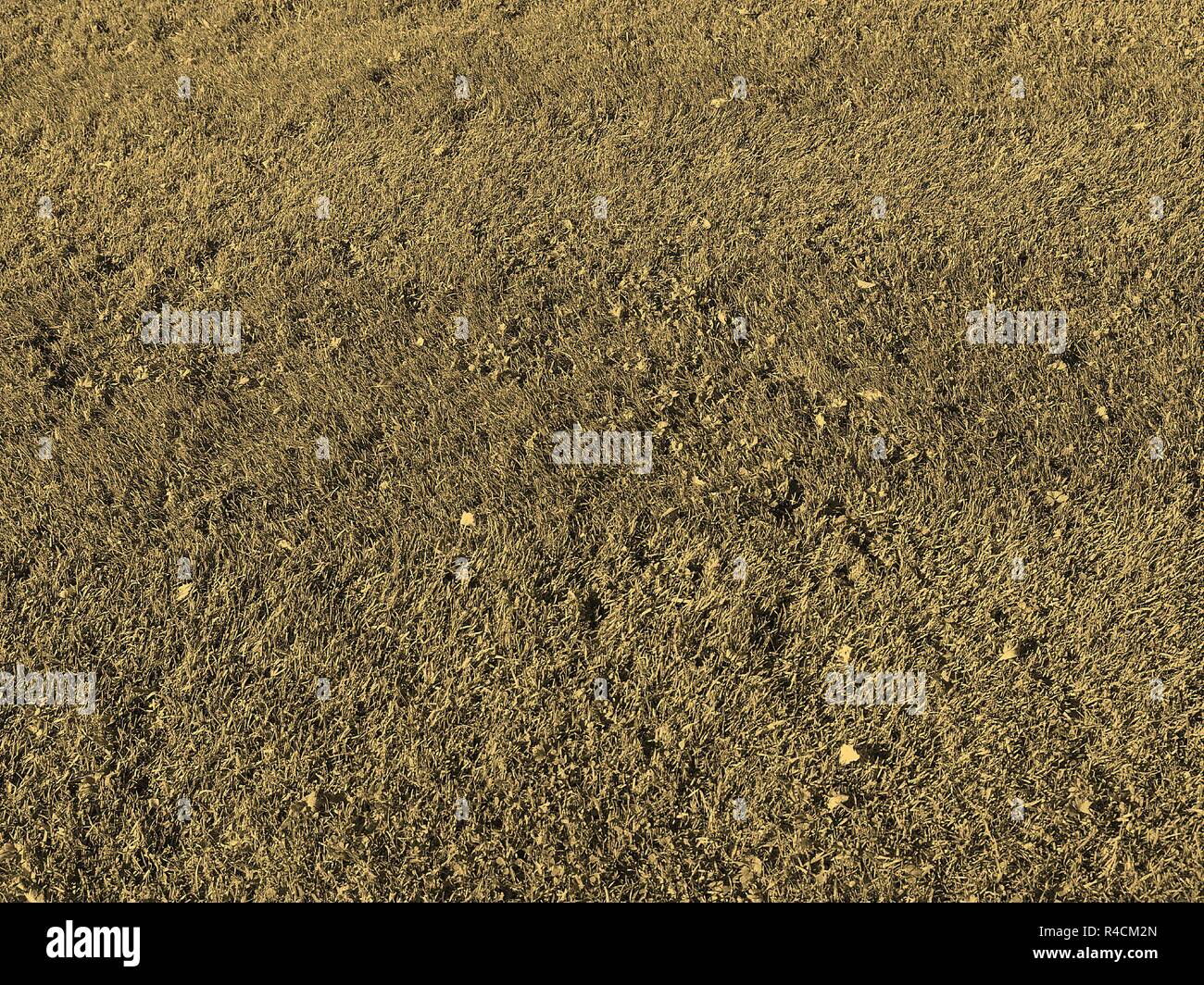 Grass meadow background sepia Stock Photo - Alamy