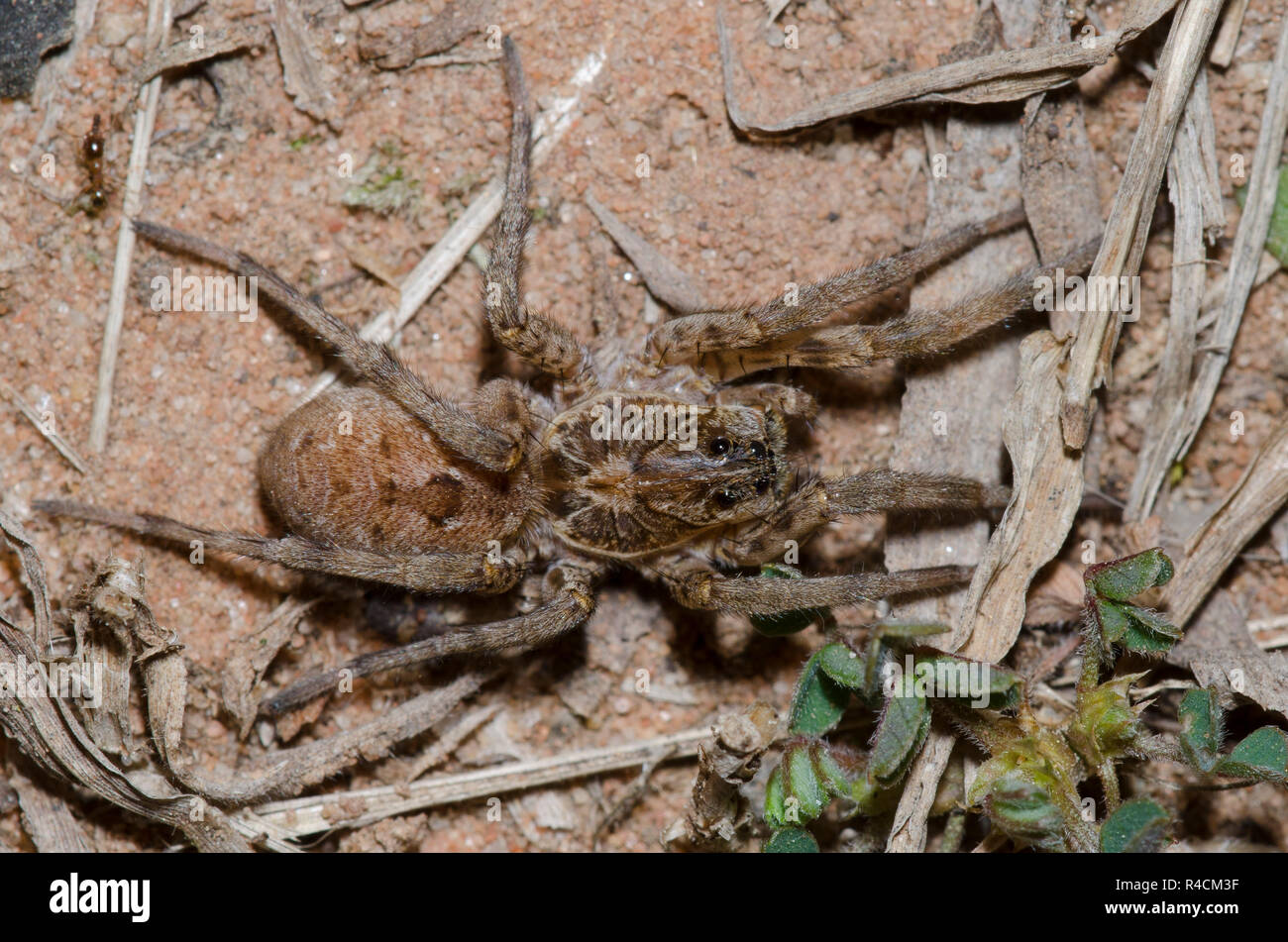 Wolf Spider, Family Lycosidae Stock Photo - Alamy