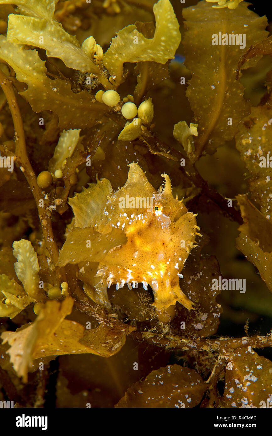 Sargassum Microscope Slides