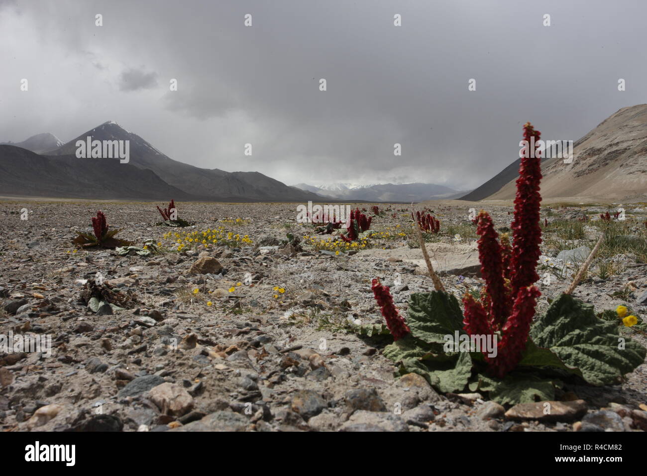 Pamir region Russian Federation Central Asia mountain landscapes Stock ...