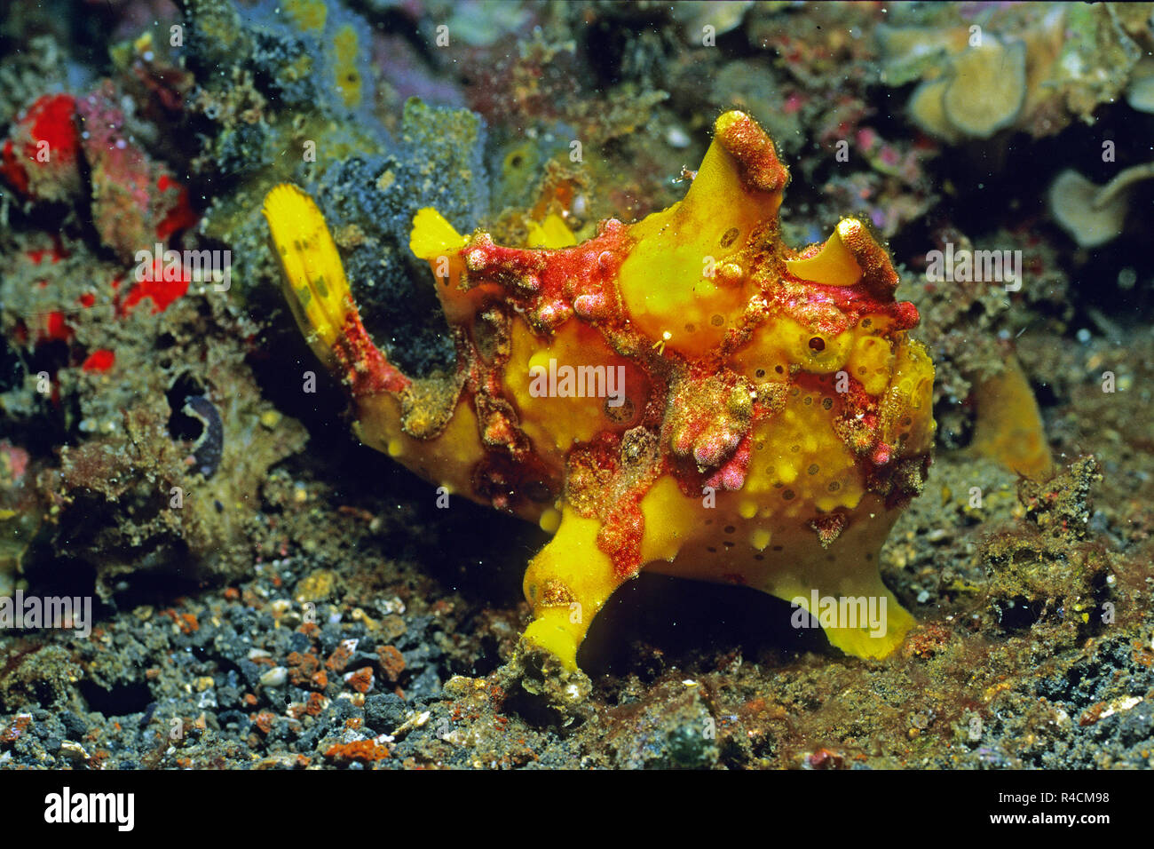 Clown anglerfish warty frogfish antennarius hi-res stock photography ...