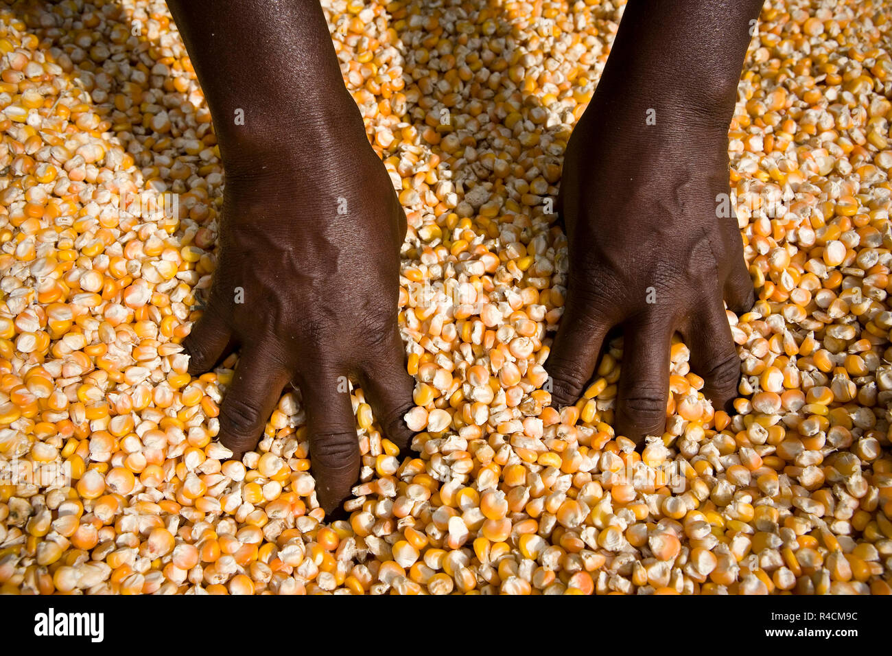 Pile of maize hi-res stock photography and images - Alamy