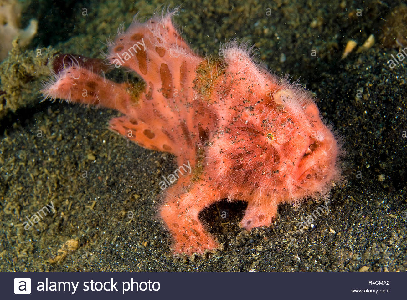 Hairy Frogfish Stock Photos & Hairy Frogfish Stock Images - Alamy