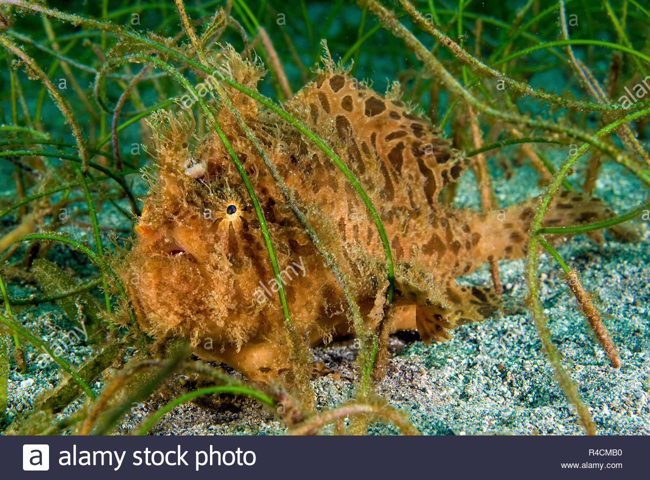 Hairy Frogfish Stock Photos & Hairy Frogfish Stock Images - Alamy
