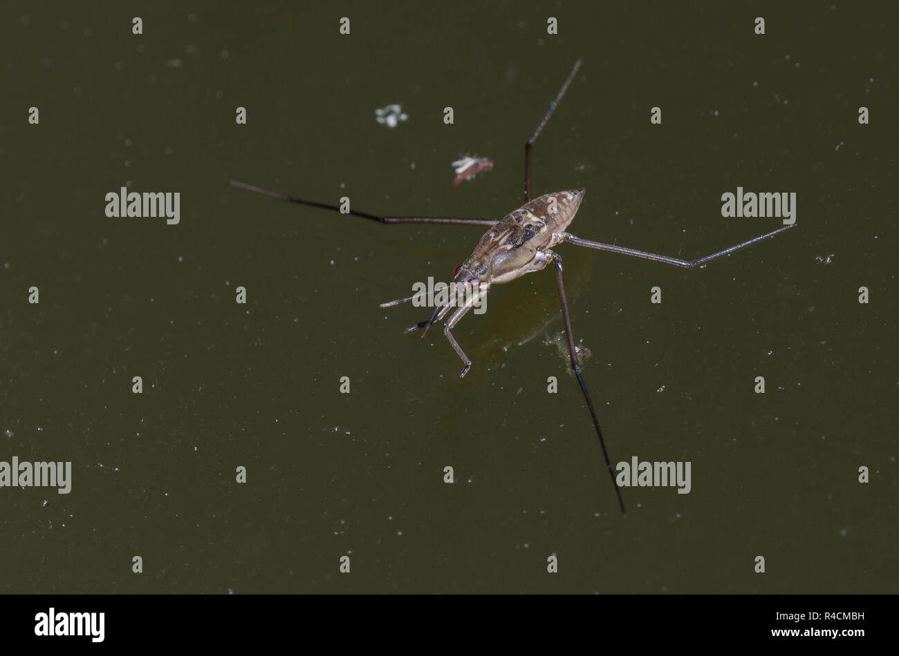 Hemiptera heteroptera water strider hi-res stock photography and images ...