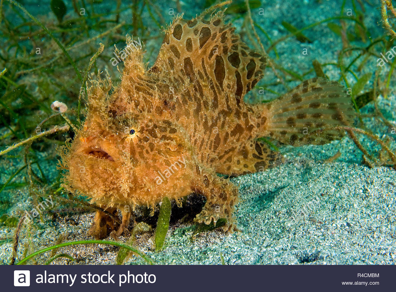 Hairy Frogfish Stock Photos & Hairy Frogfish Stock Images - Alamy