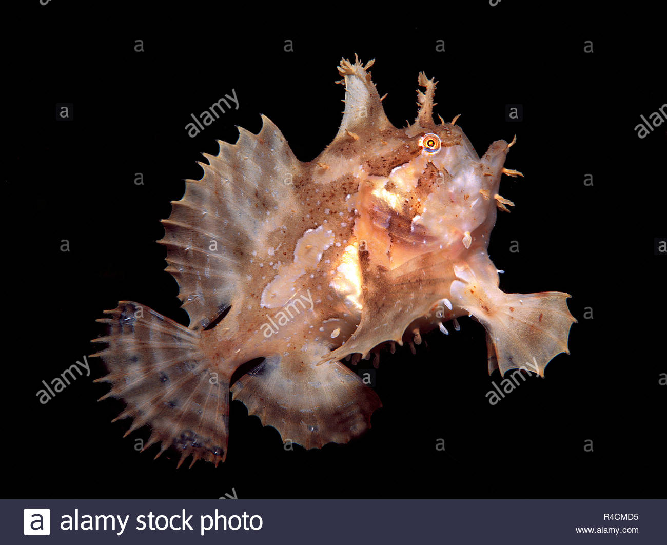 Sargassum Fish Stock Photos & Sargassum Fish Stock Images - Alamy