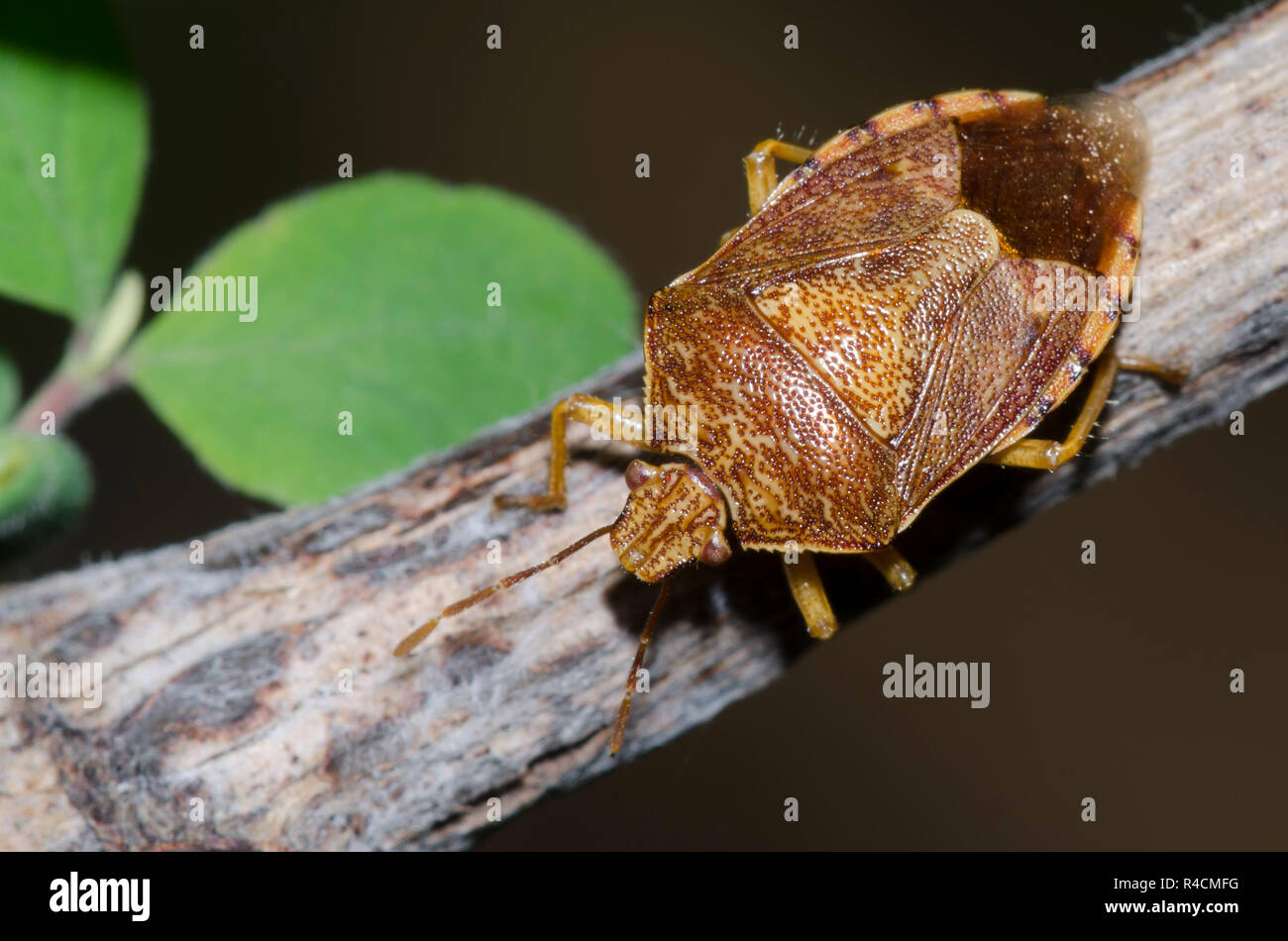 Predatory Stink Bug, Podisus placidus Stock Photo - Alamy
