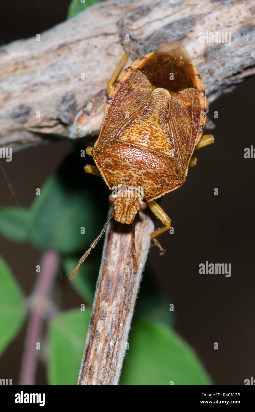 Placidus hi-res stock photography and images - Alamy