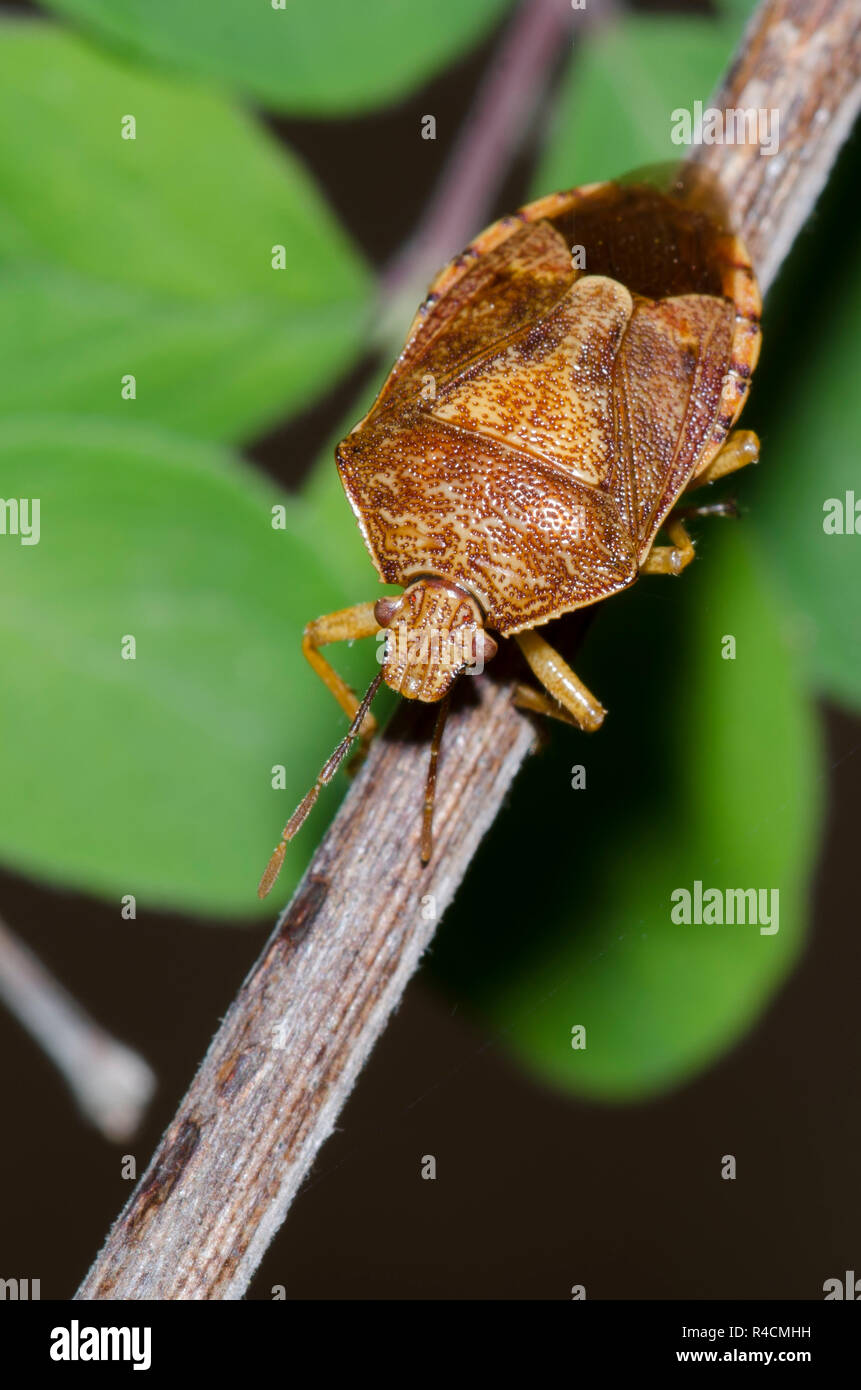 Predatory Stink Bug, Podisus placidus Stock Photo - Alamy