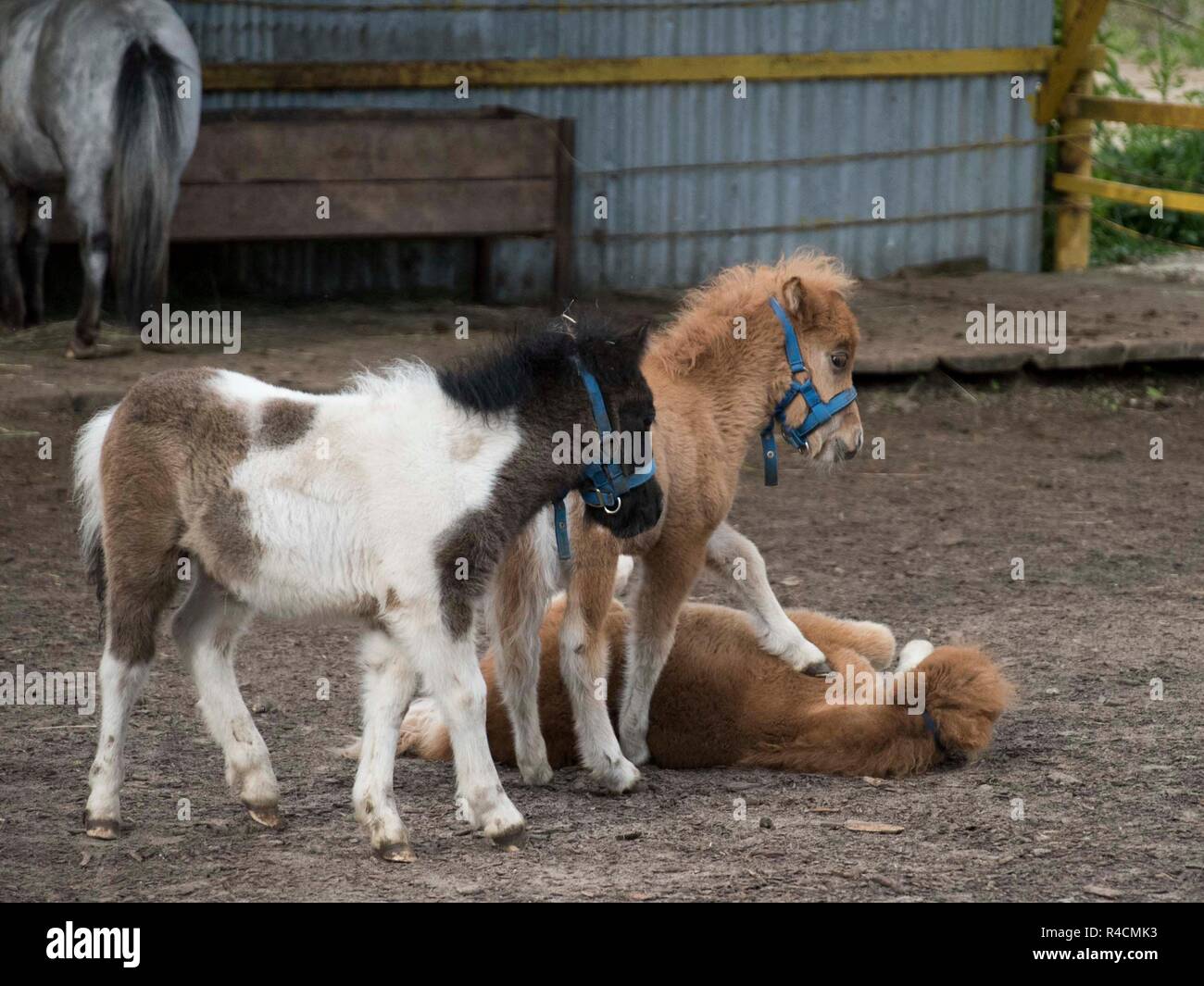 Miniature shetland pony horse tiny hi-res stock photography and images ...
