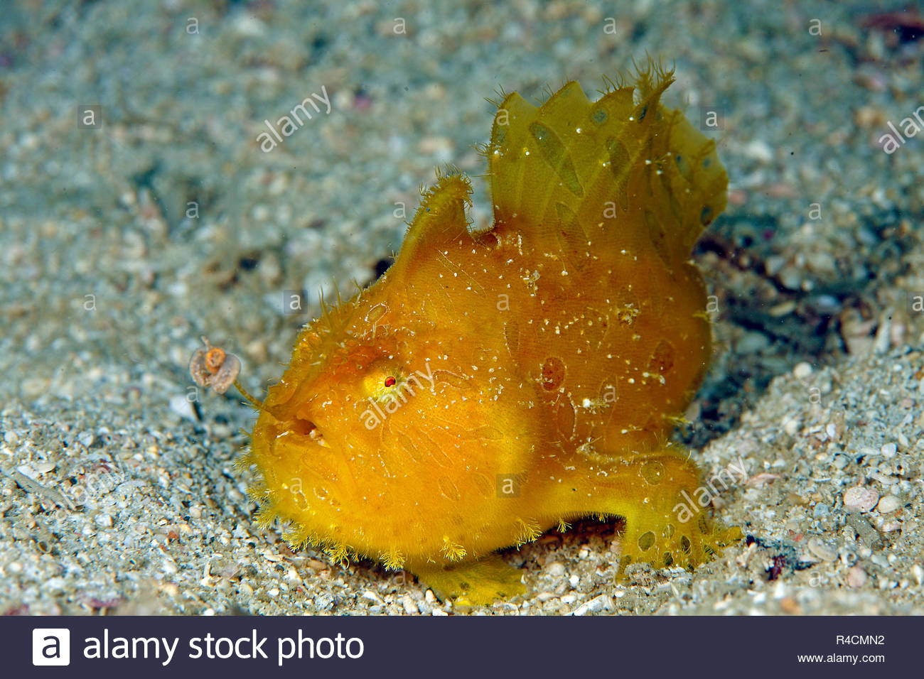 Shaggy Frogfish Stock Photos & Shaggy Frogfish Stock Images - Alamy