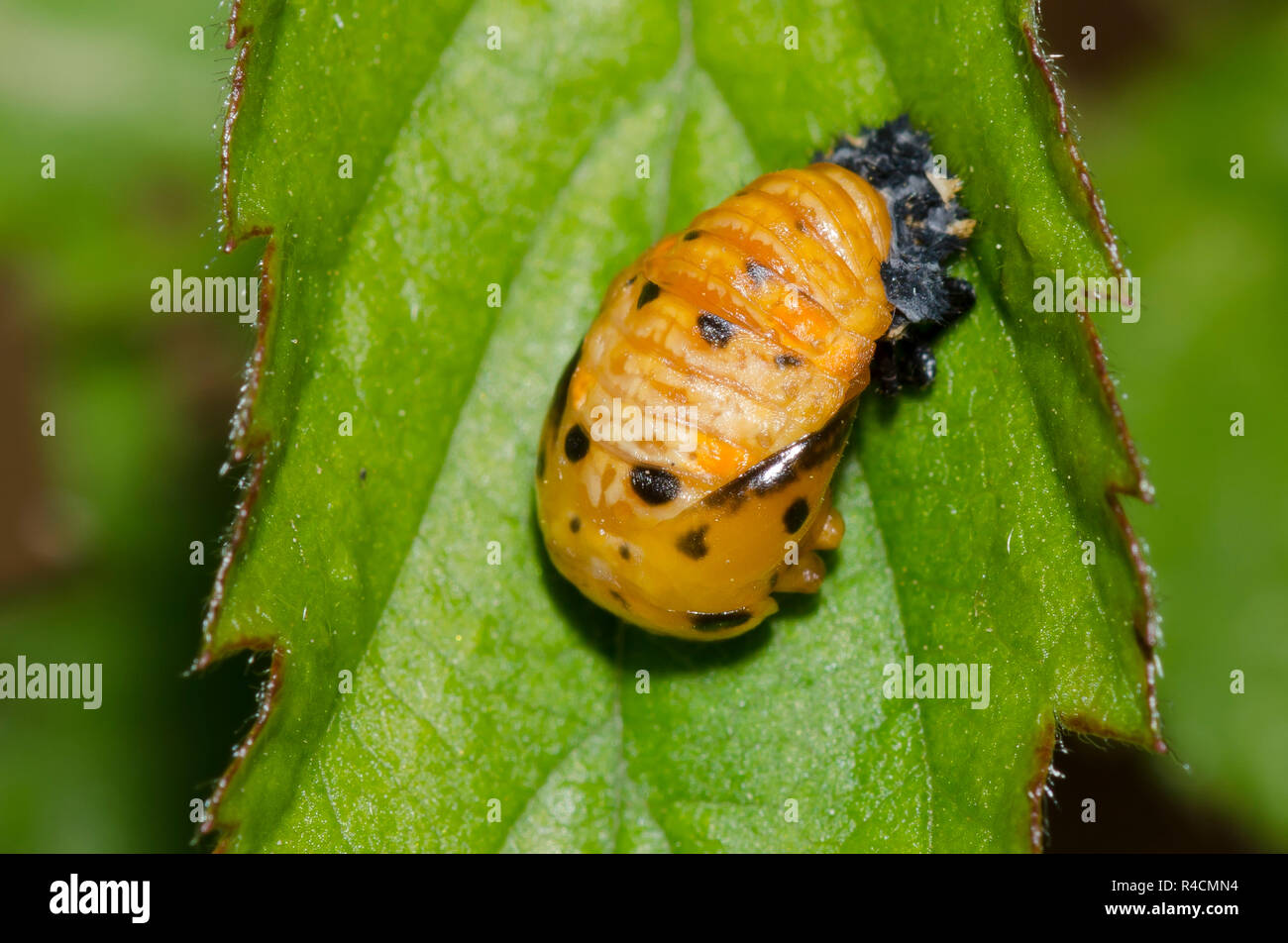 Pupa beetle hi-res stock photography and images - Alamy