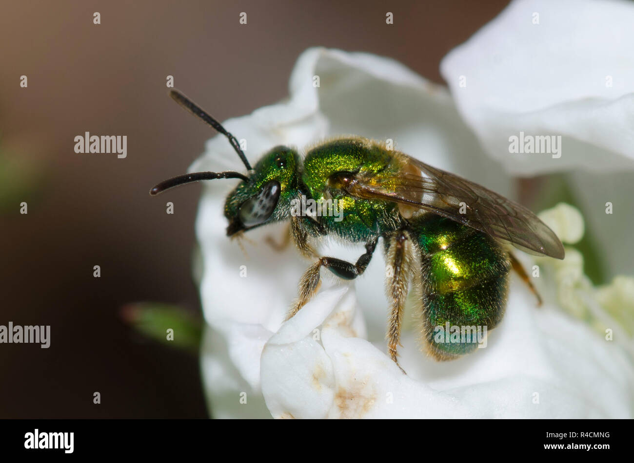 Augochlorella hi-res stock photography and images - Alamy