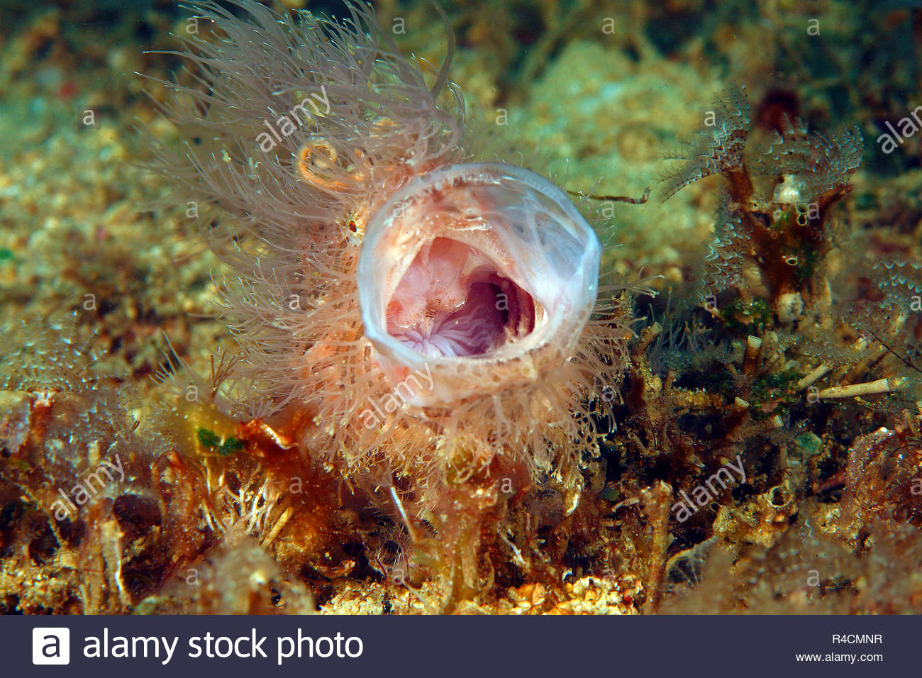 Hairy Frogfish Stock Photos & Hairy Frogfish Stock Images - Alamy