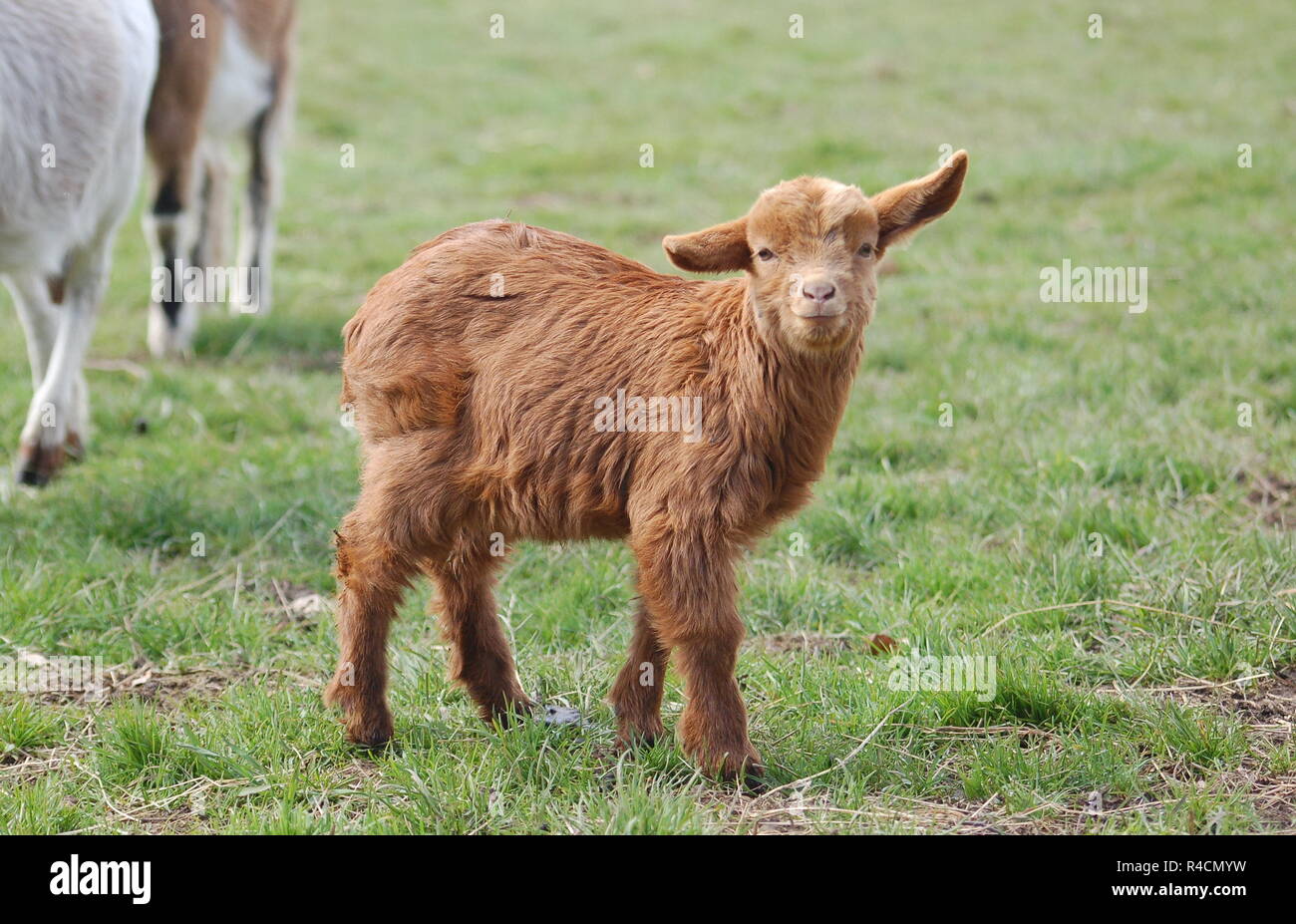 kids - little goat Stock Photo - Alamy