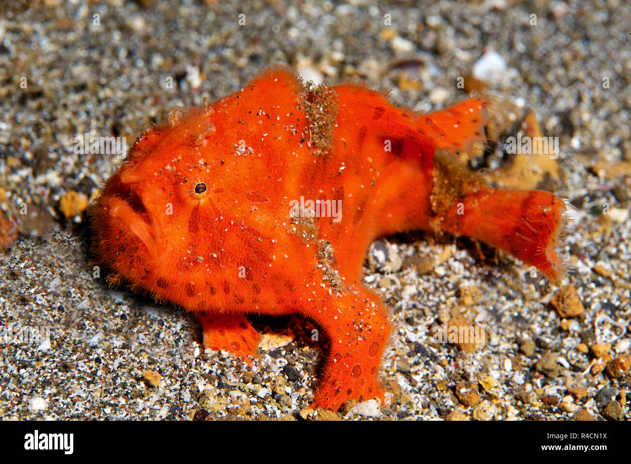 Anglerfish hi-res stock photography and images - Alamy
